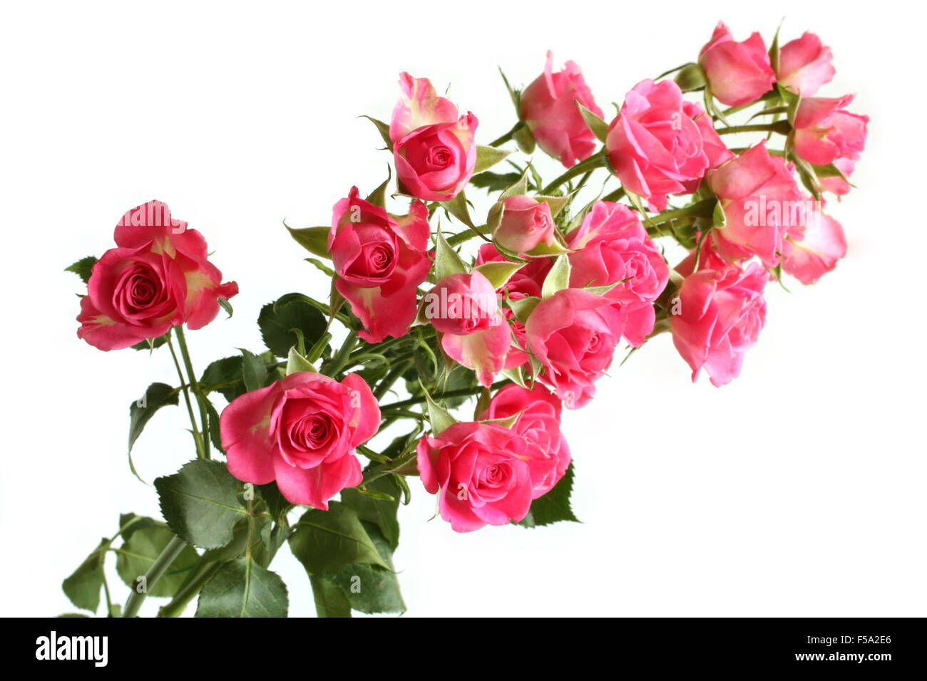Bouquet of small pink roses isolated on white background Stock Photo ...