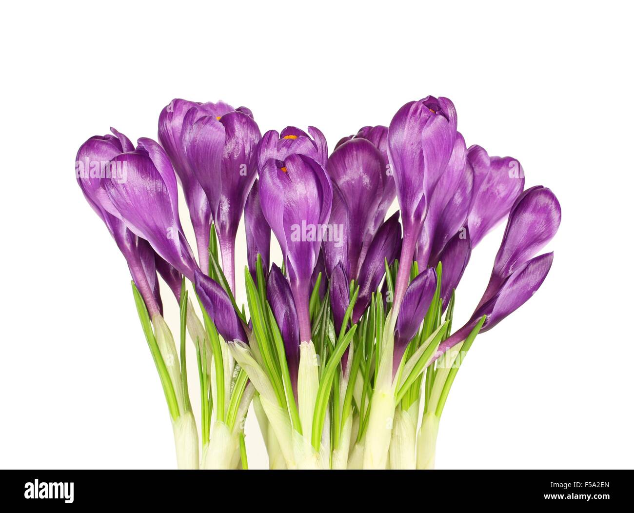 Purple crocus on green hi-res stock photography and images - Alamy