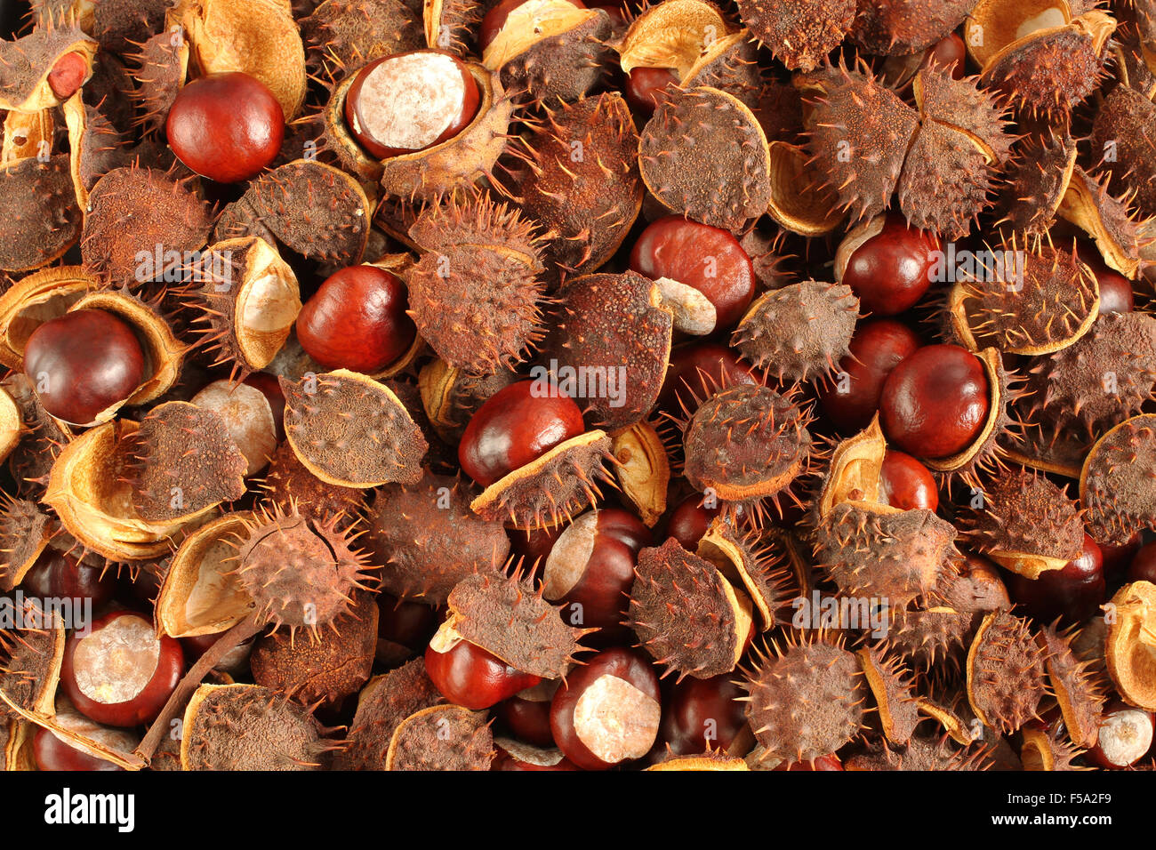 Chestnut horse in dry hi-res stock photography and images - Alamy