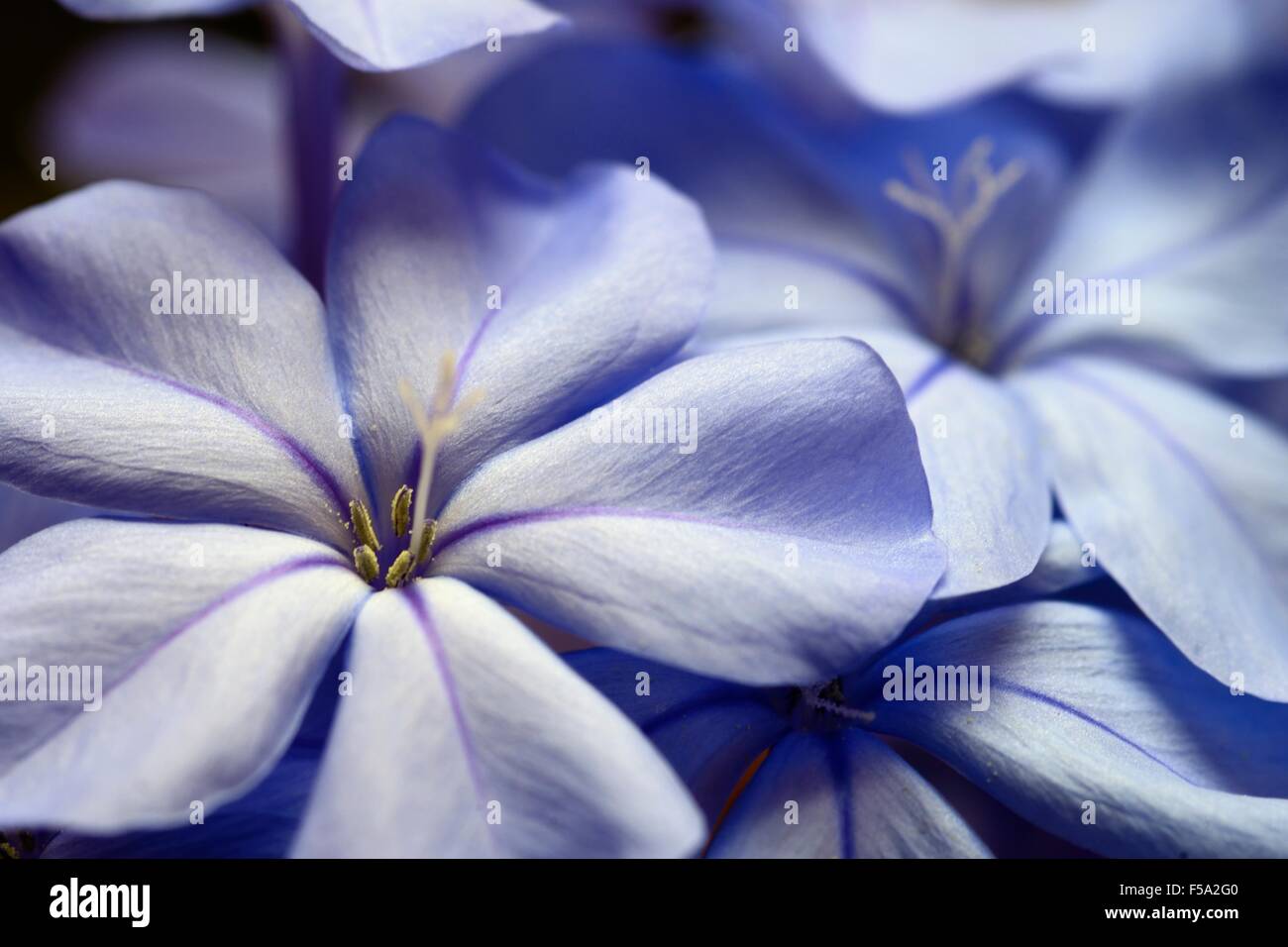 blue flower close up Stock Photo - Alamy