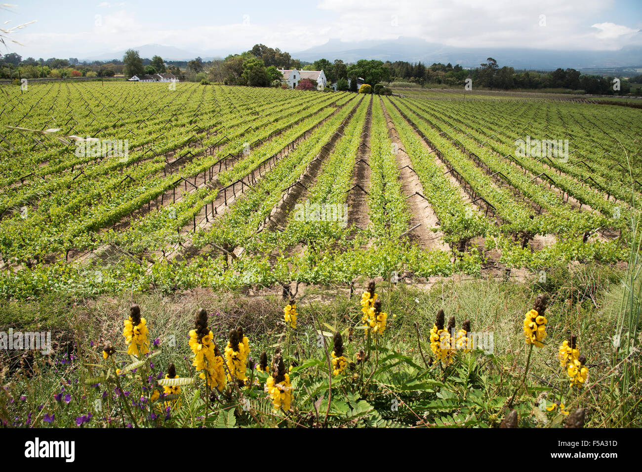 South African Vines Stock Photos & South African Vines Stock Images - Alamy