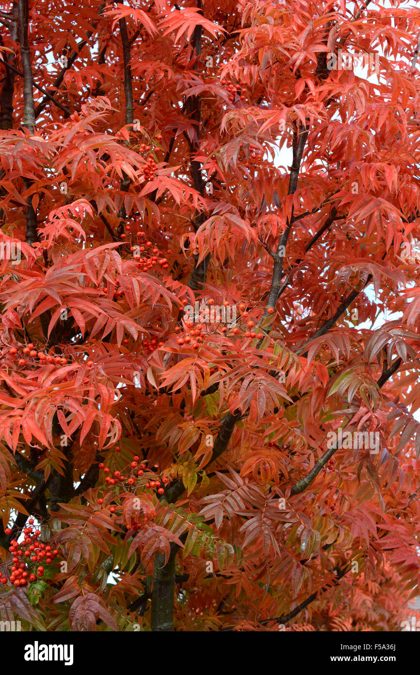Rowan tree with bright red autumn foliage and berries Stock Photo - Alamy