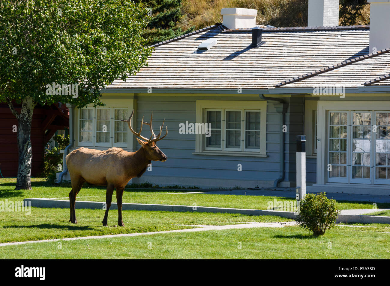 Elk in Mammoth Hot Springs, Yellowstone National Park, Wyoming, USA ...