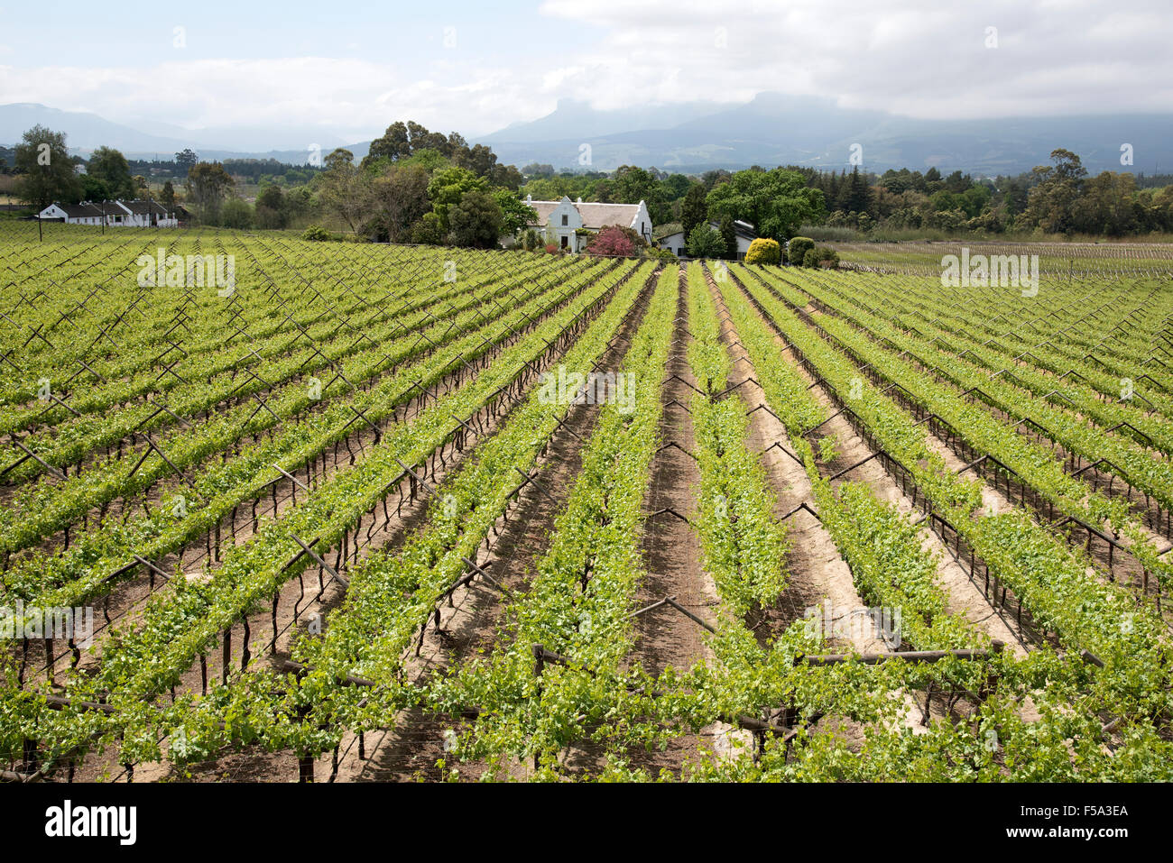 South African Vines Stock Photos & South African Vines Stock Images - Alamy