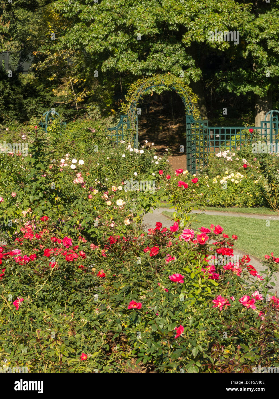 Peggy Rockefeller Rose Garden in the New York Botanical Garden, The ...
