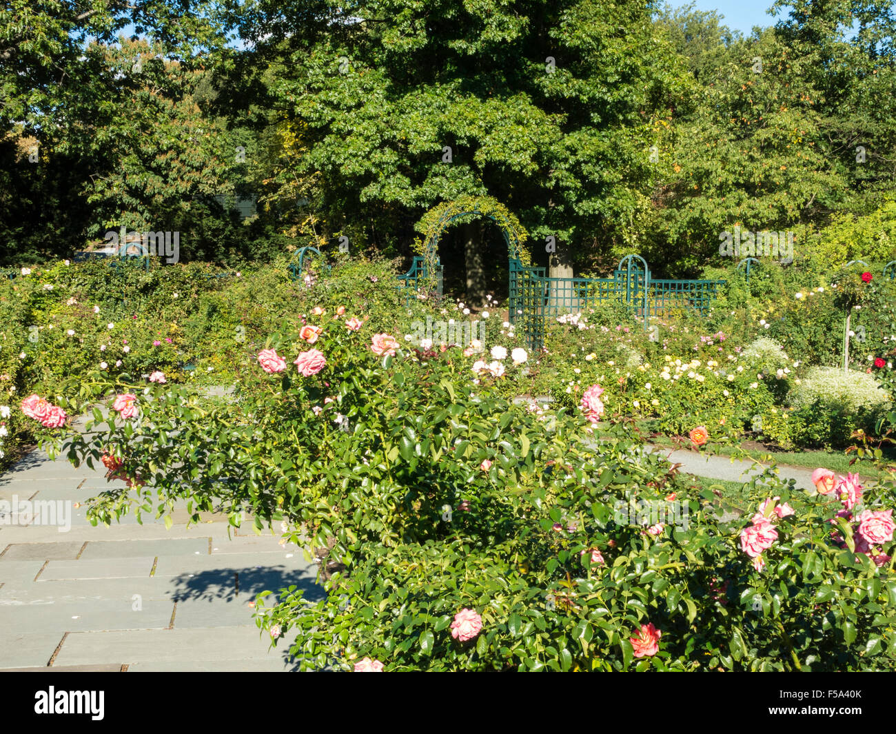 Peggy Rockefeller Rose Garden in the New York Botanical Garden, The ...