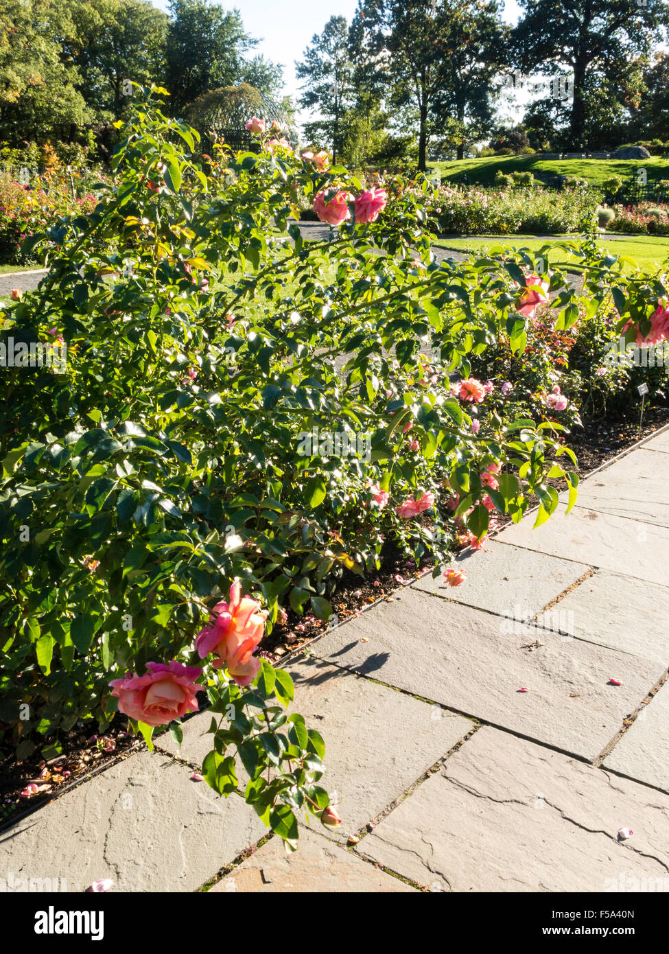Peggy Rockefeller Rose Garden in the New York Botanical Garden, The ...