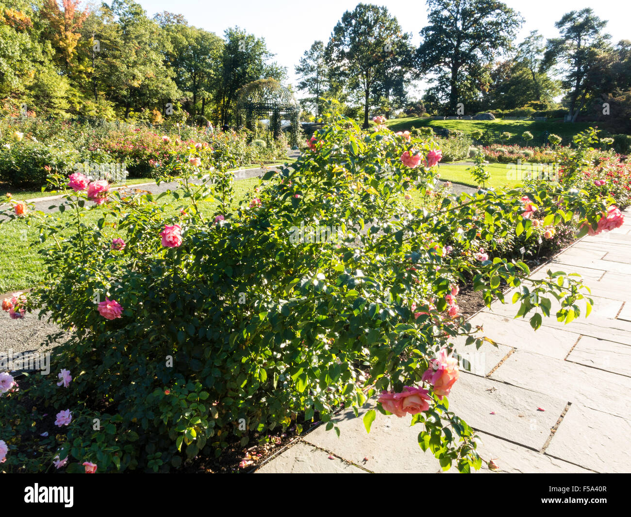 Peggy Rockefeller Rose Garden in the New York Botanical Garden, The ...