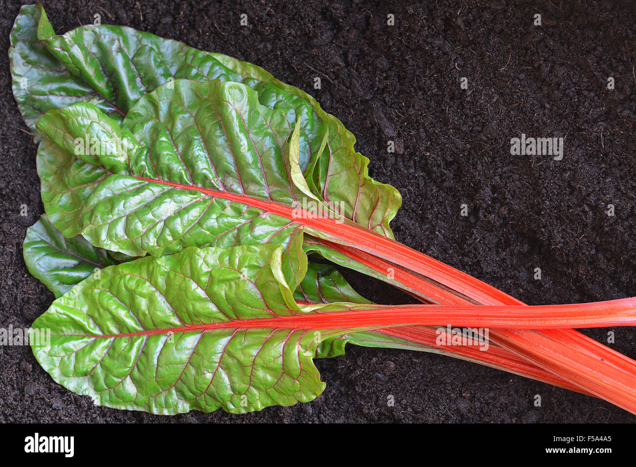 Iron Rich Red Soil High Resolution Stock Photography and Images - Alamy