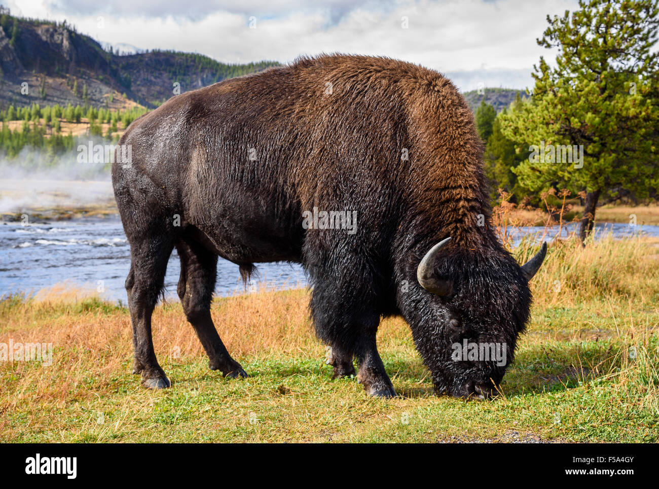 Bison yellowstone hi-res stock photography and images - Alamy