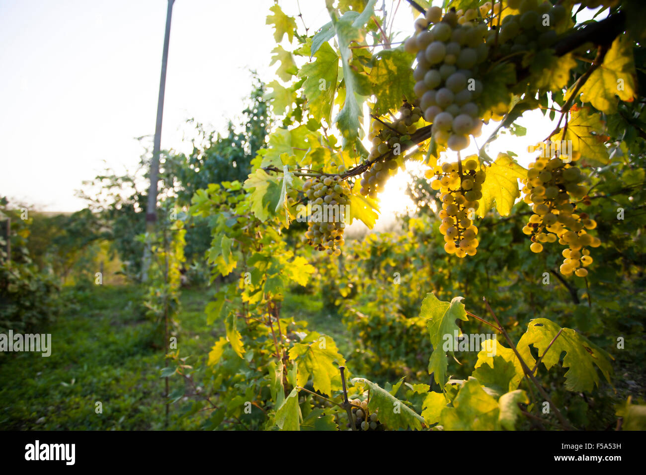 Sunny traditional vineyard with eco ripe grape Stock Photo - Alamy