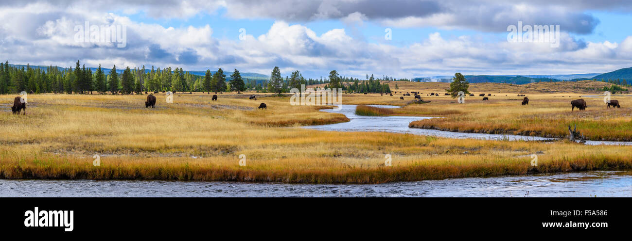 Herd of American Bison, Bison bison, (buffalo), at Nez Perce Creek ...