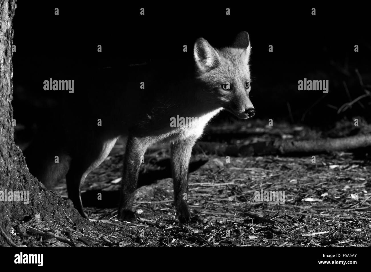 Fox night photography hunting Stock Photo - Alamy