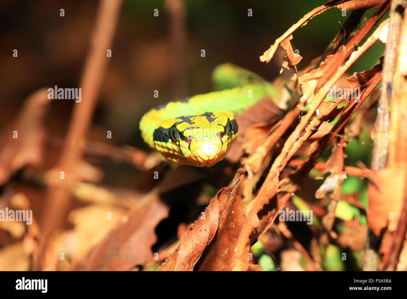 Sri lankan green pit viper hi-res stock photography and images - Alamy