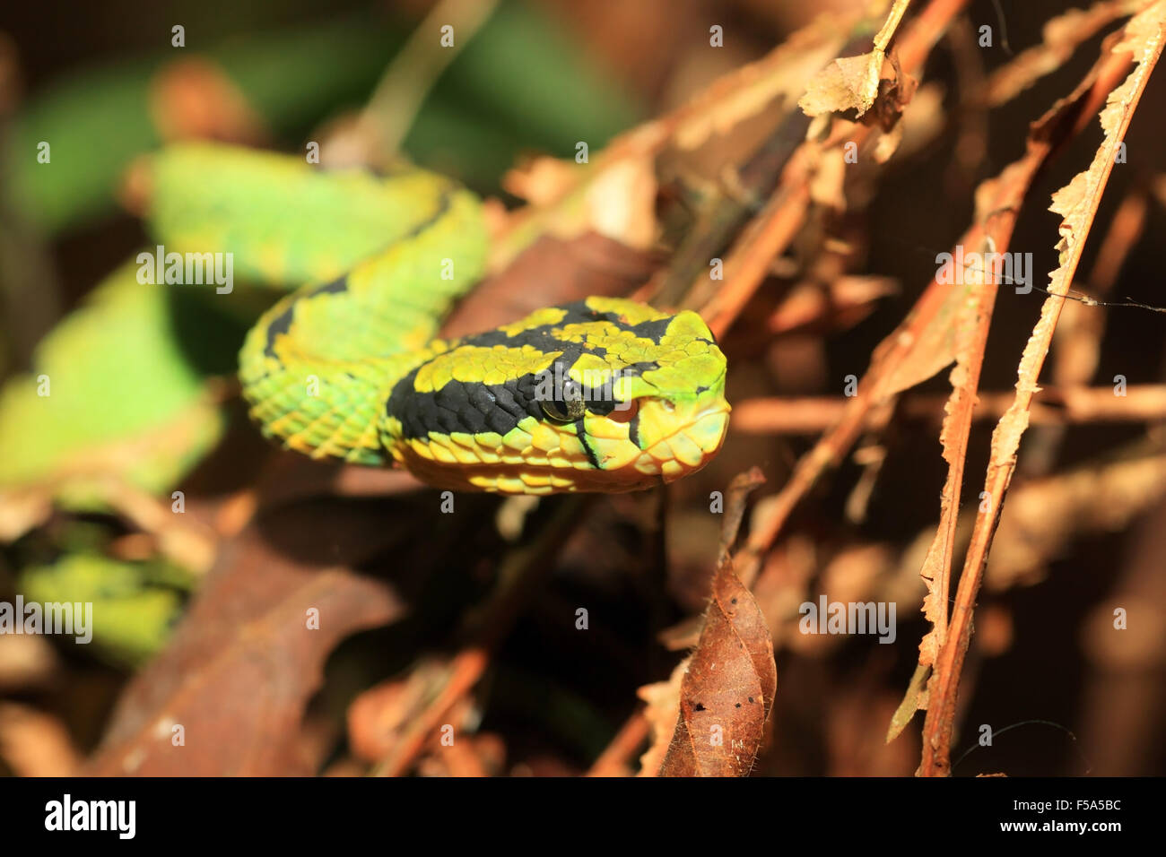 Sri Lankan Green Pit Viper (Pala Polanga Stock Photo - Alamy