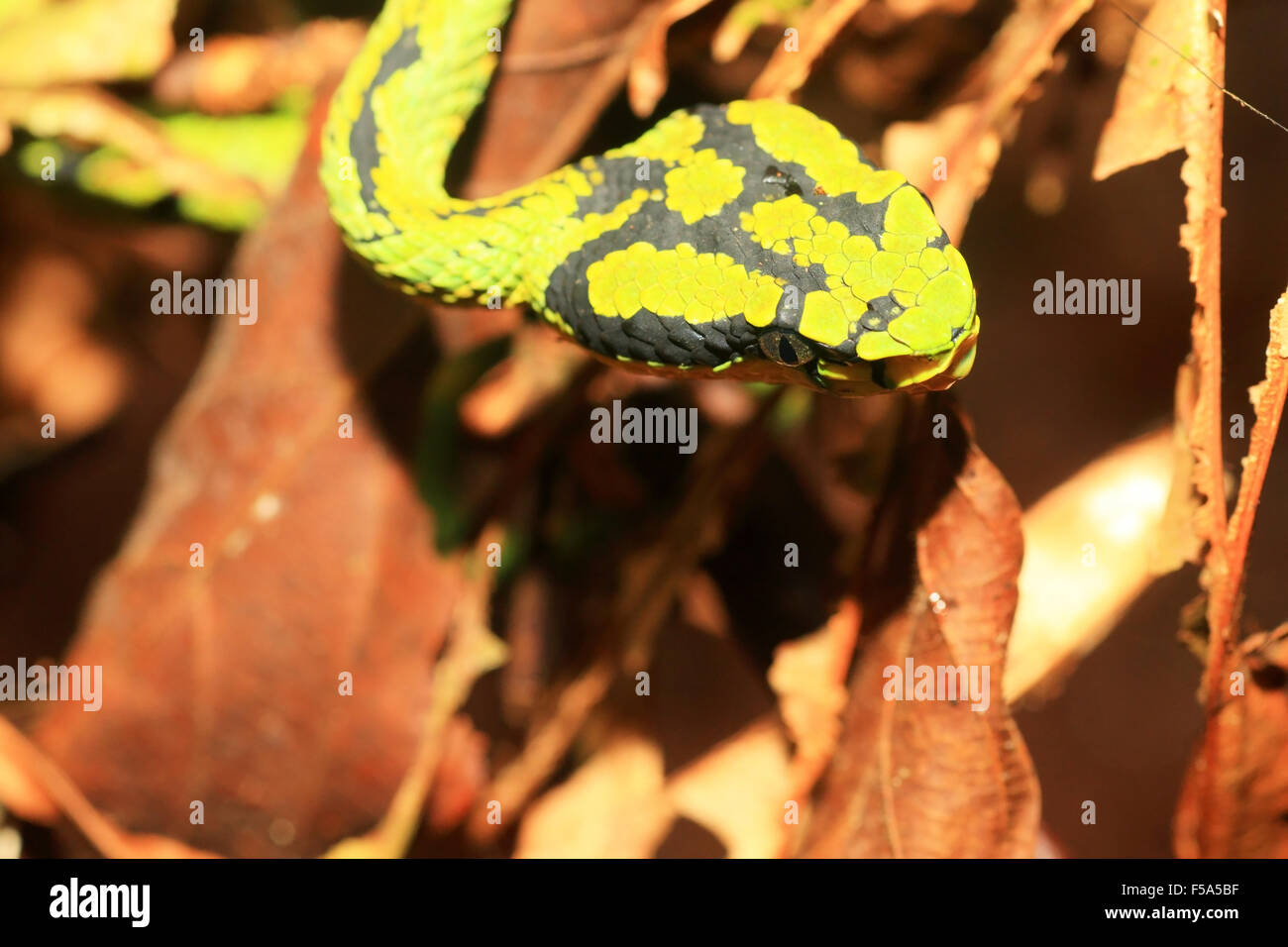 Sri Lankan Green Pit Viper (Pala Polanga Stock Photo - Alamy