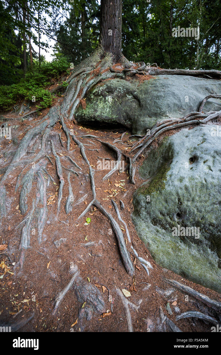 Tree growing over large moss covered rock, Cesky raj, Czech republic ...
