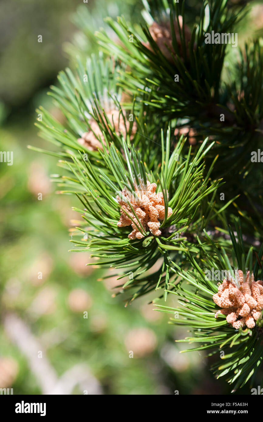 High inflorescence hi-res stock photography and images - Alamy