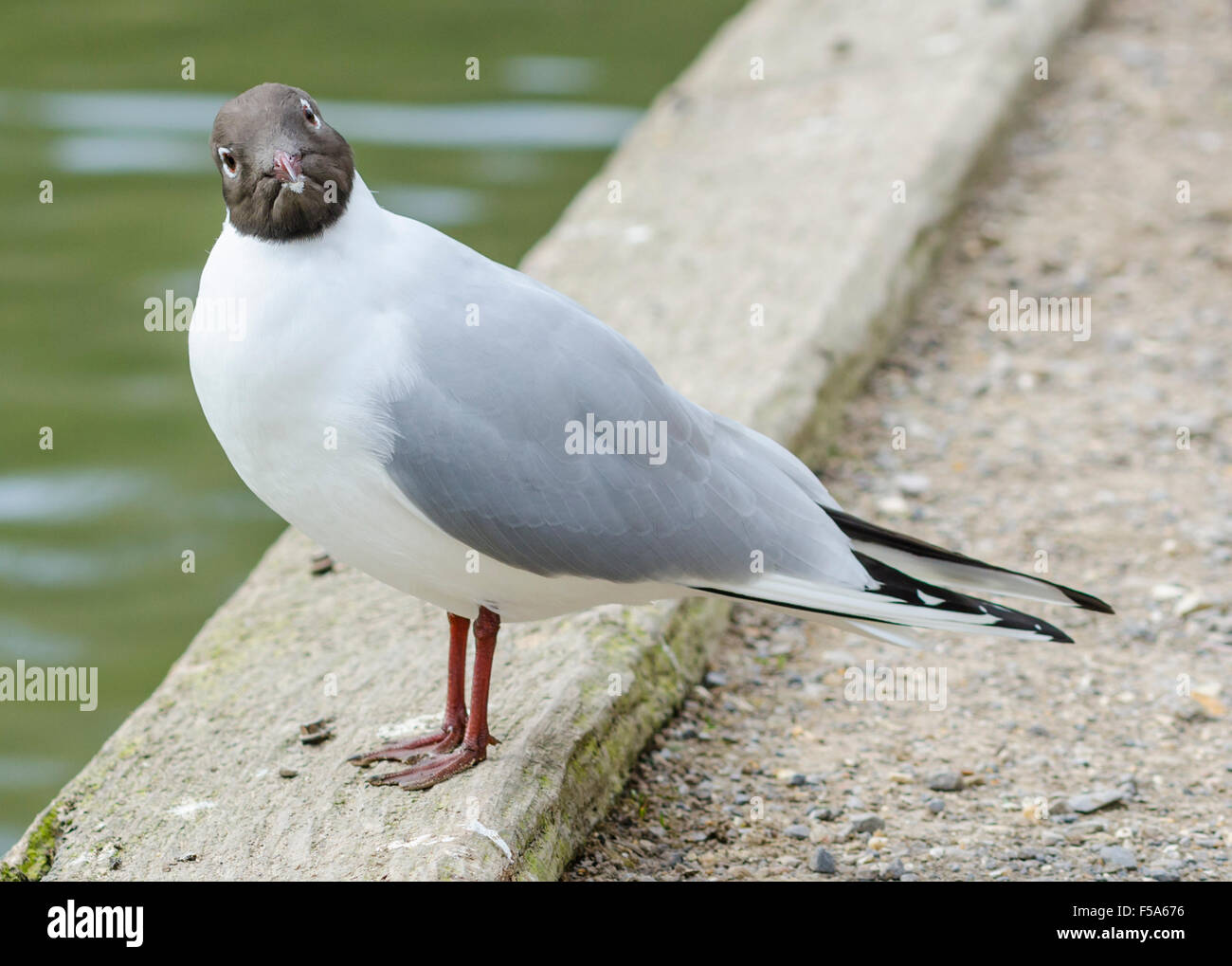 Black headed gull (Chroicocephalus ridibundus) standing by water making ...