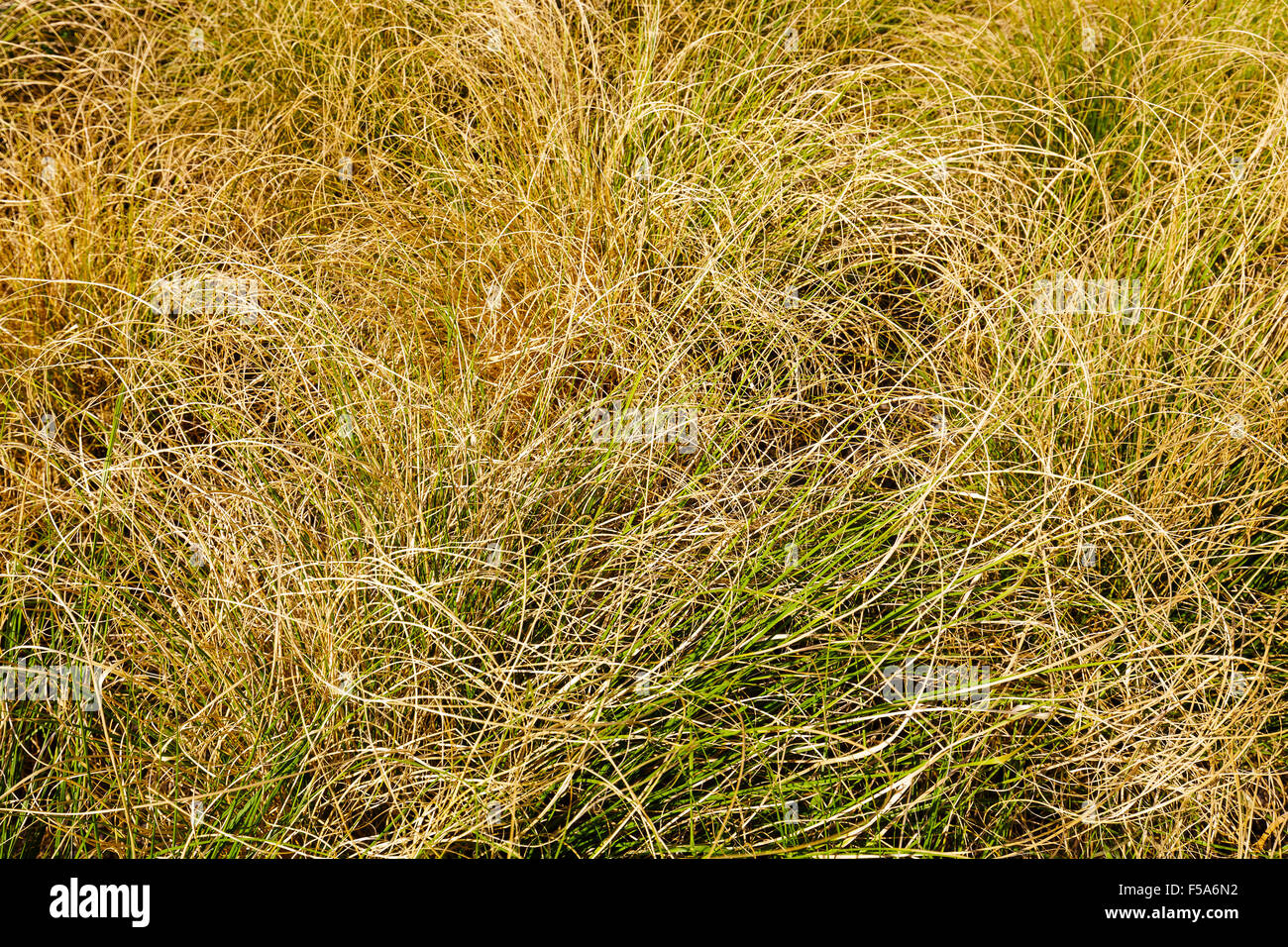 Background of dry grass Stock Photo - Alamy