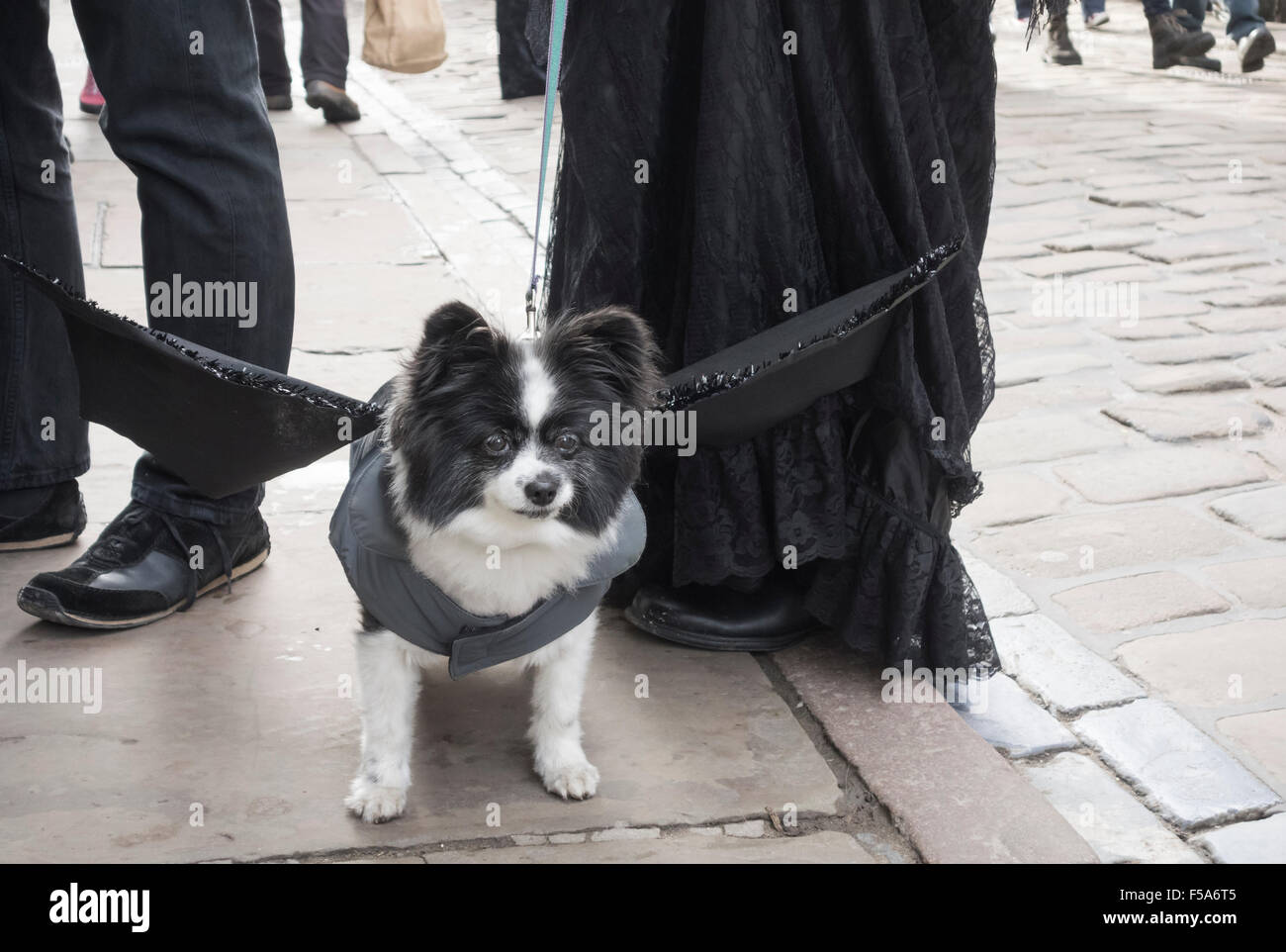 Whitby goth dog hi-res stock photography and images - Alamy