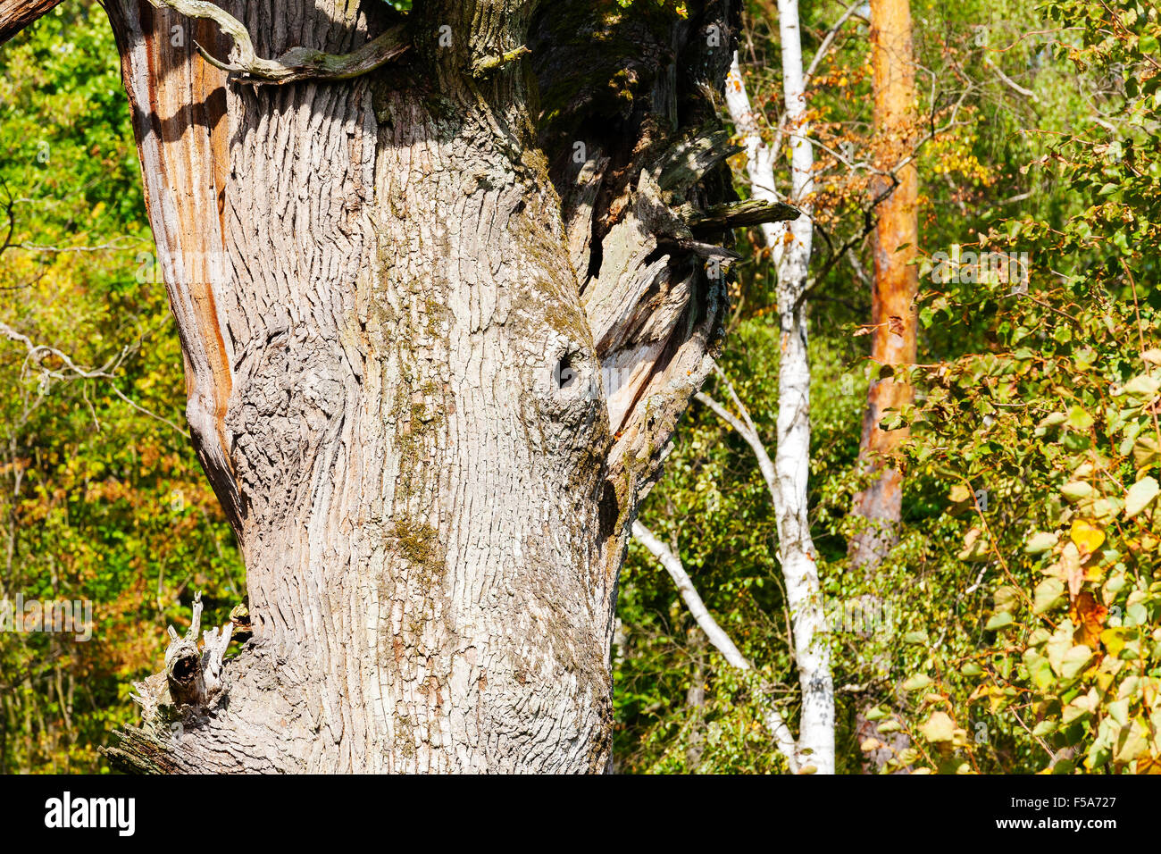 Thick tree trunk hi-res stock photography and images - Alamy