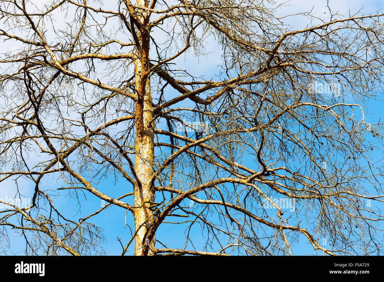 Branches hi-res stock photography and images - Alamy