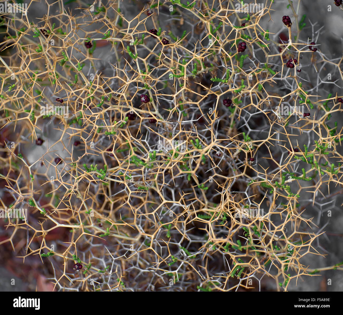 Thorn Bush Close Up Stock Photos & Thorn Bush Close Up Stock Images - Alamy
