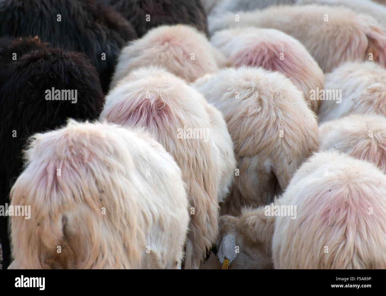 Too many sheep hi-res stock photography and images - Alamy