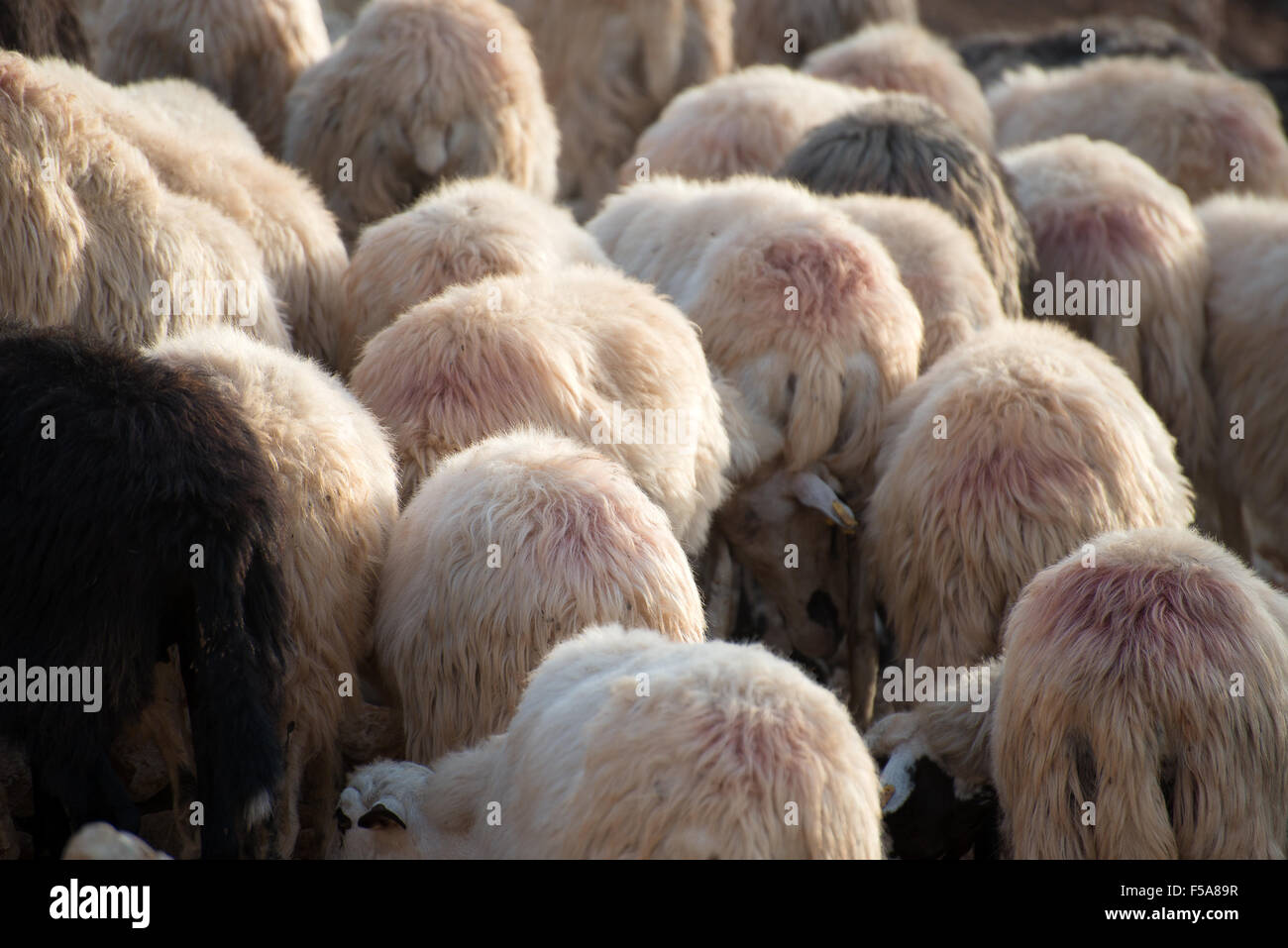 Close up sheeps grazing on hi-res stock photography and images - Alamy