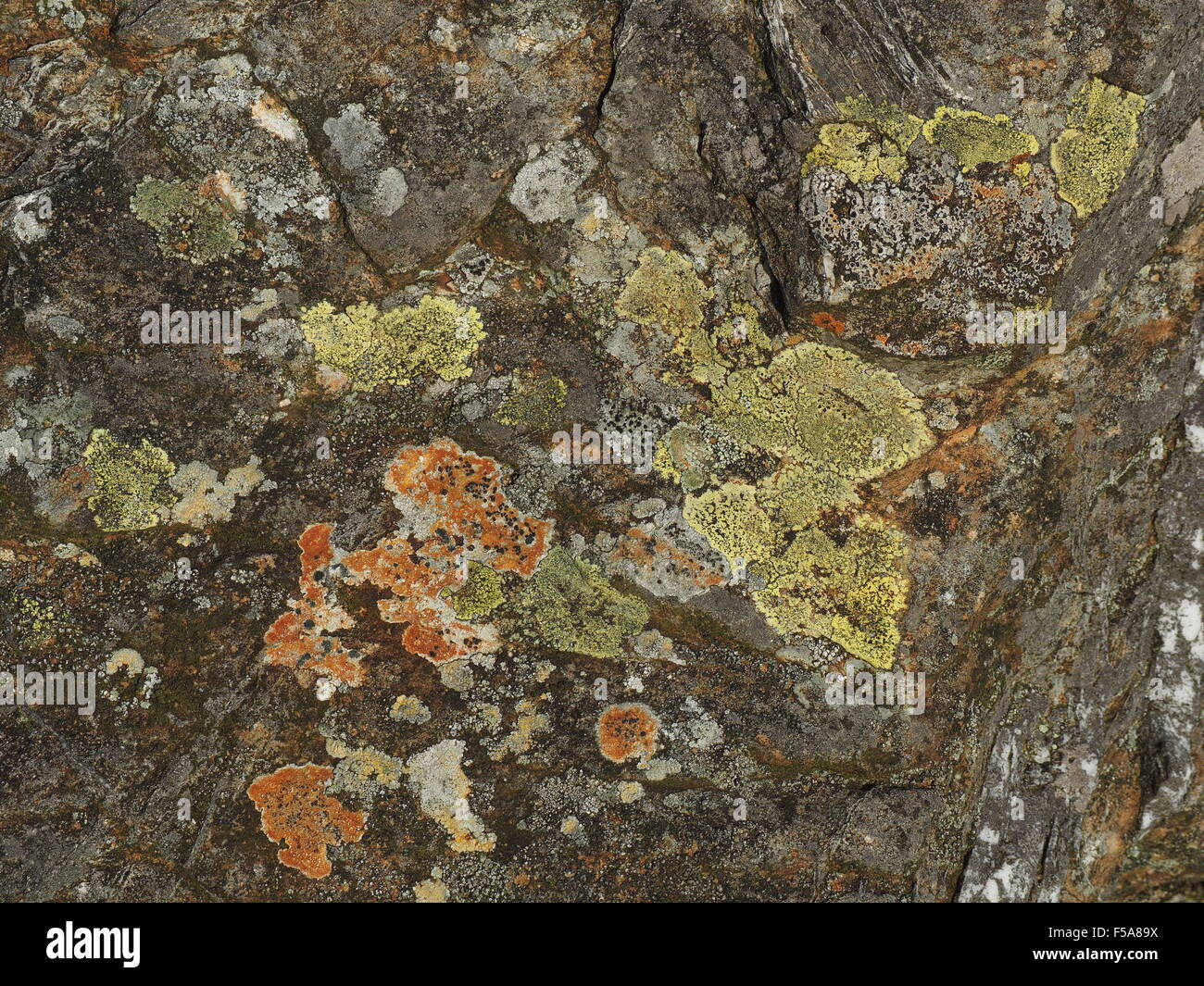 Red yellow silver pattern hi-res stock photography and images - Alamy
