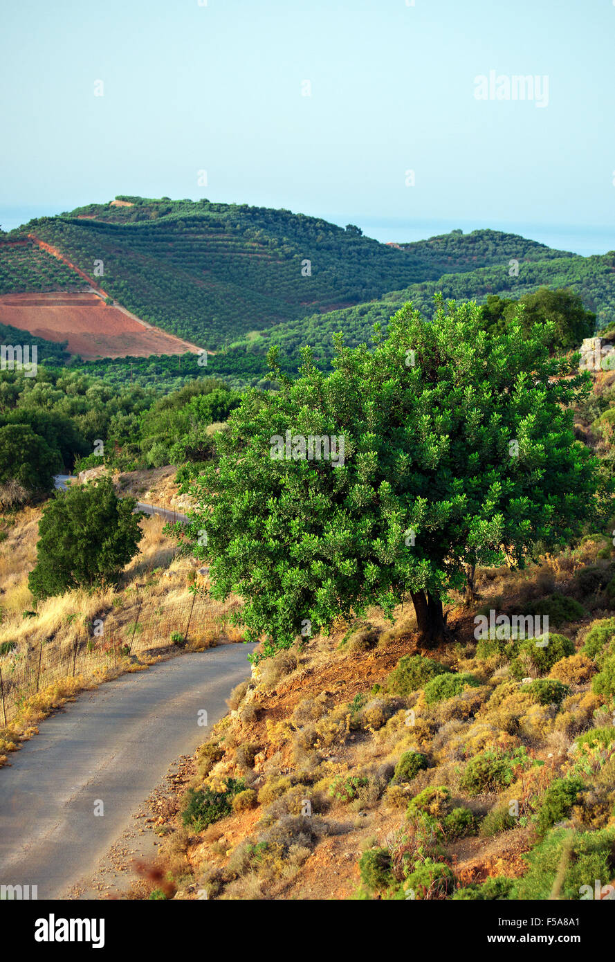 Many fruit trees on the plantation Stock Photo - Alamy