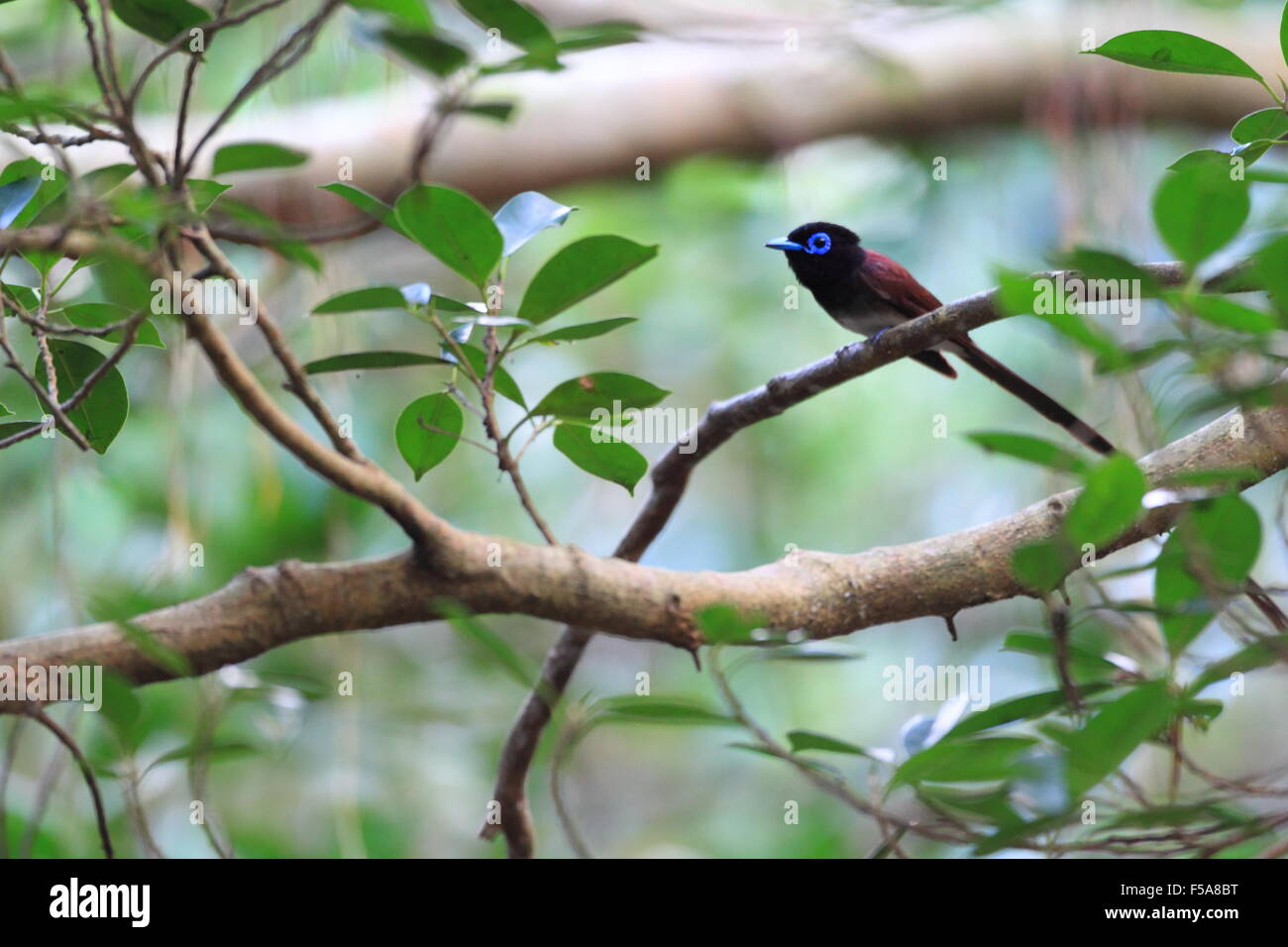 Japanese Paradise Flycatcher (Terpsiphone atrocaudata) in Japan Stock ...