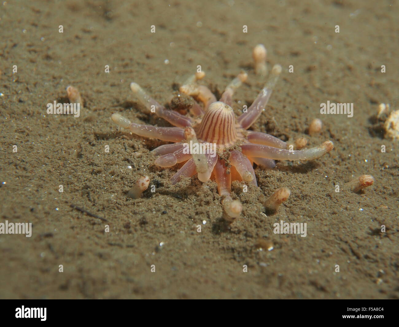 rare burrowing anemone photographed from Loch Duich, near Isle of Skye ...