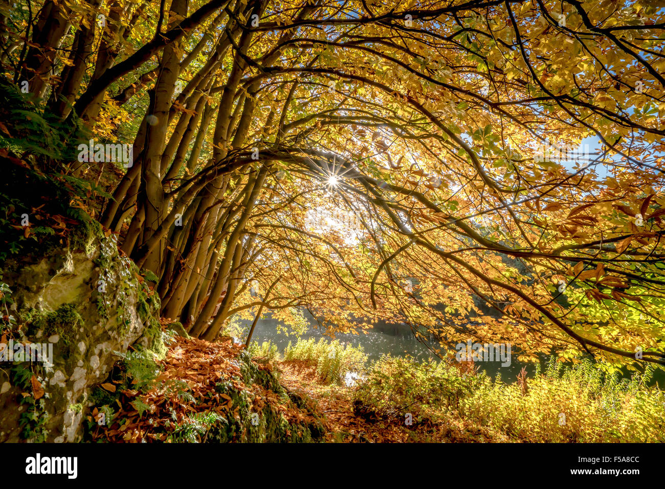 golden autumn scene Stock Photo - Alamy