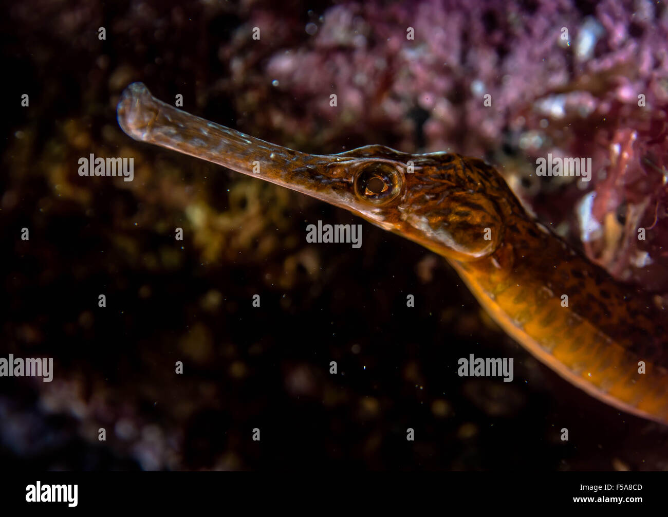 Greater pipefish hi-res stock photography and images - Alamy