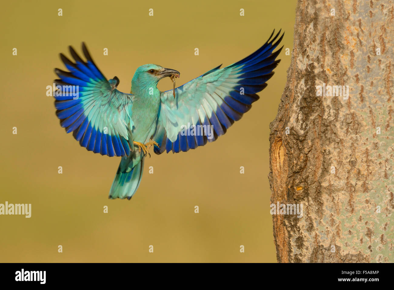 Tree Hole Frog High Resolution Stock Photography and Images - Alamy