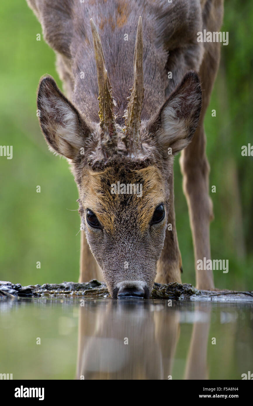 Roe deer (Capreolus capreolus) roebuck drinking at forest waterhole ...