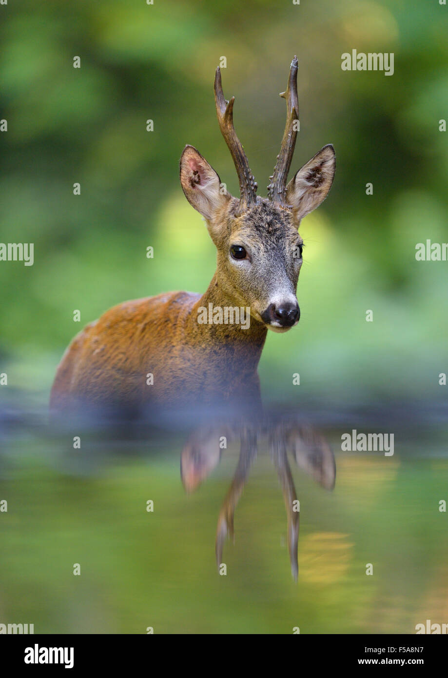 Roe deer (Capreolus capreolus), reflected in water, Kiskunság National ...