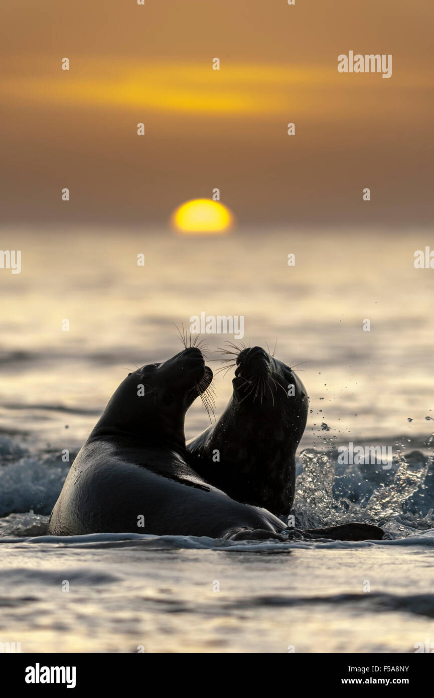 Grey seals (Halichoerus grypus), adolescents playing around at sunset ...