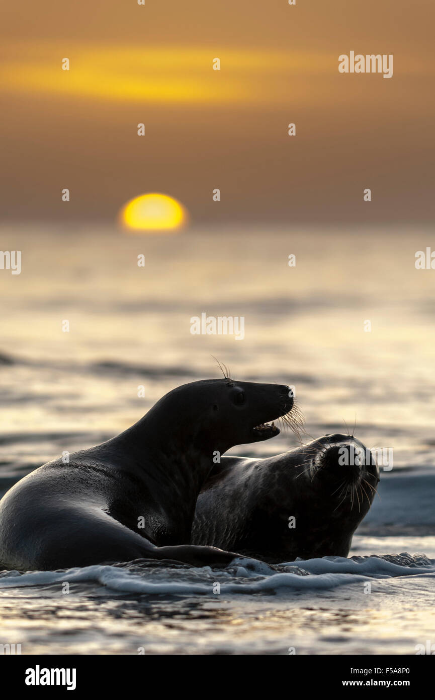 Grey seals (Halichoerus grypus), adolescents playing around at sunset ...