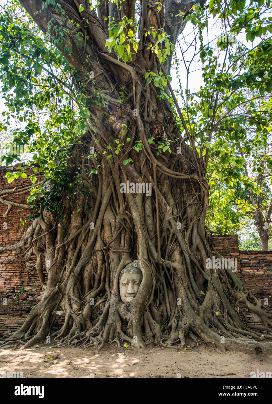 Buddha head statue in bodhi tree (Ficus religiosa) roots, Wat Mahathat ...