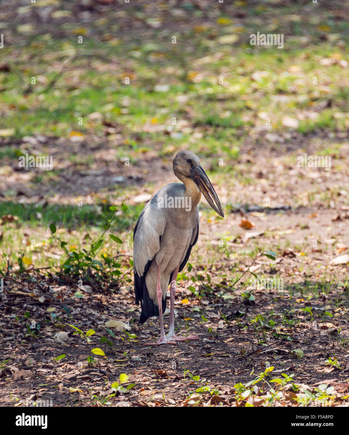 Asian openbill or Asian open bill stork (Anastomus oscitans), Ayutthaya ...