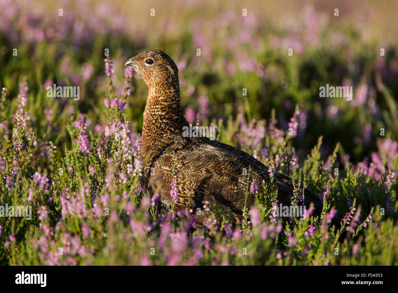 Female red grouse, Latin name Lagopus lagopus scotica, among flowering ...
