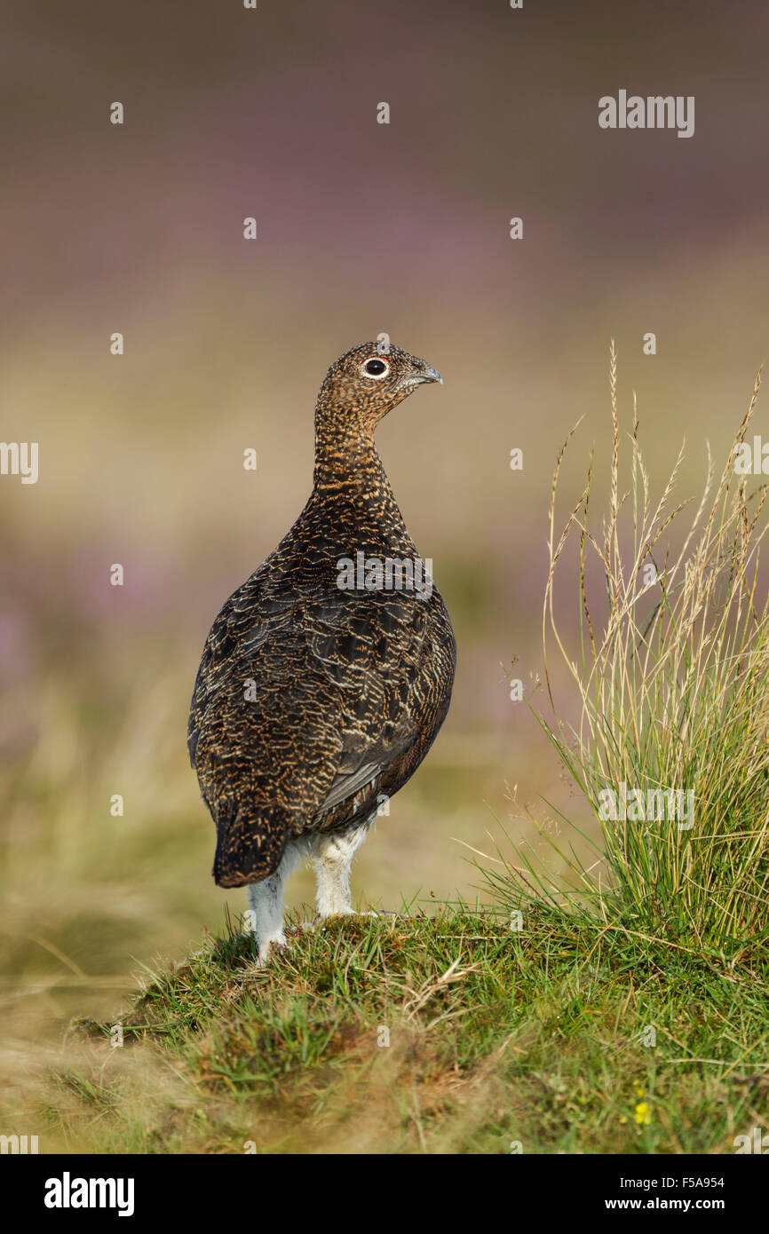 Male red grouse, Latin name Lagopus lagopus scotica, on moorland Stock ...