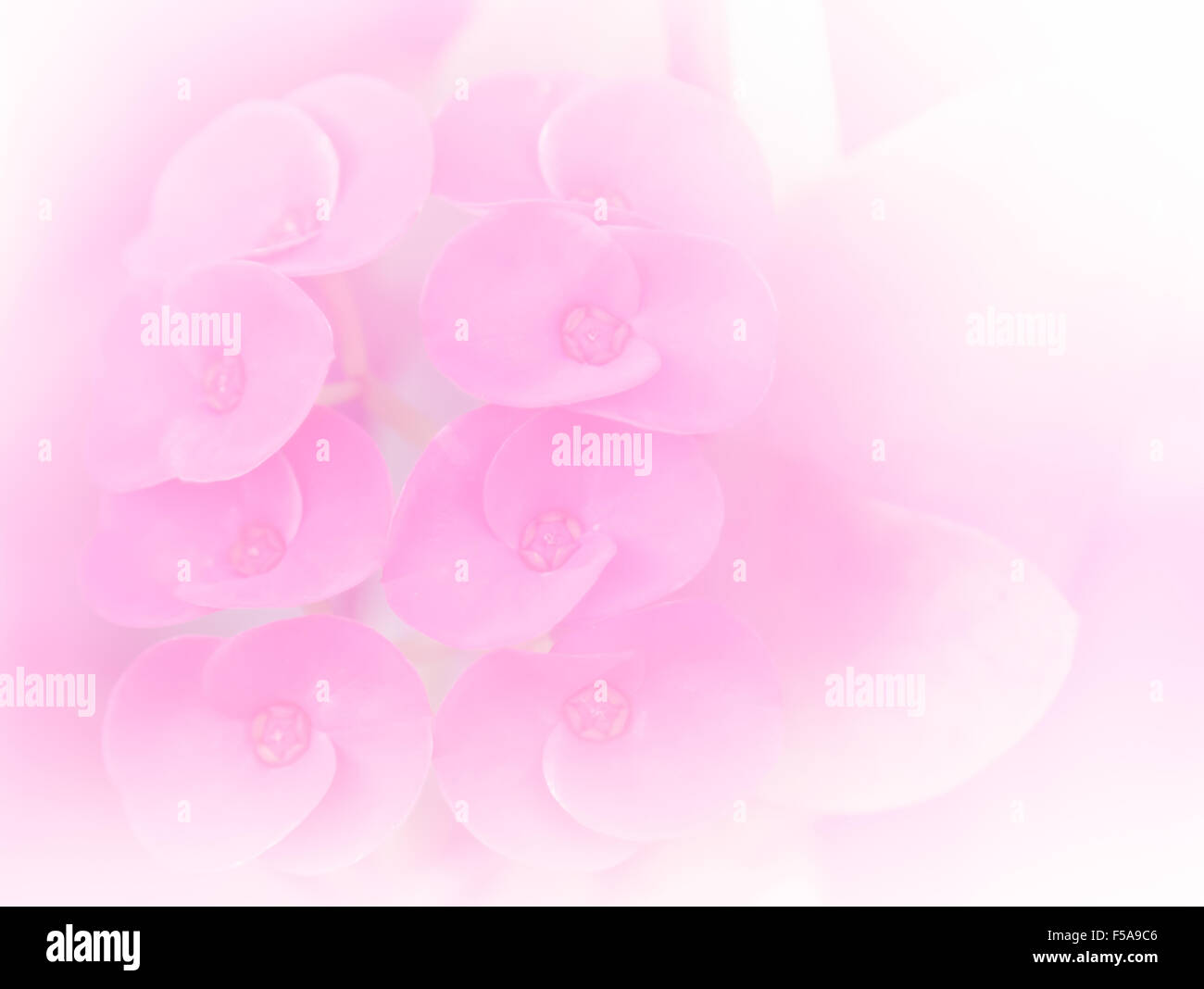 abstract flower background. made with color filters in soft color and ...