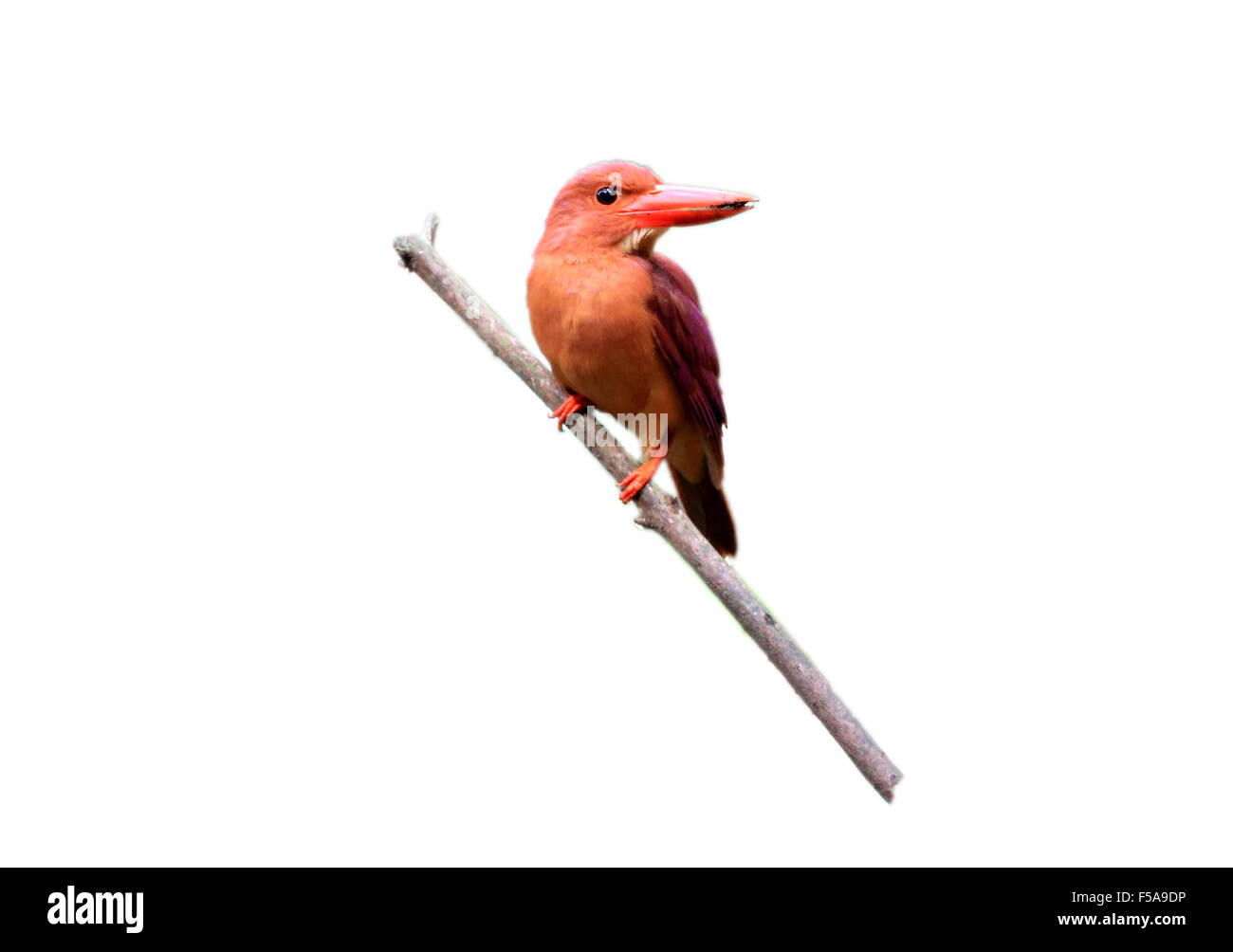 Halcyon bird Cut Out Stock Images & Pictures - Alamy