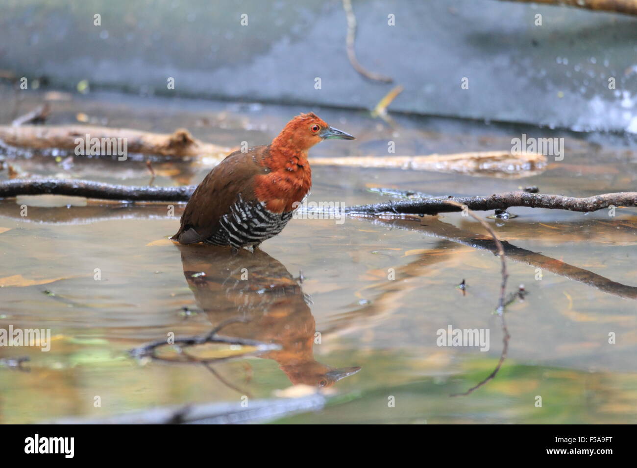 Slaty-legged crake (Rallina eurizonoides) in Japan Stock Photo - Alamy