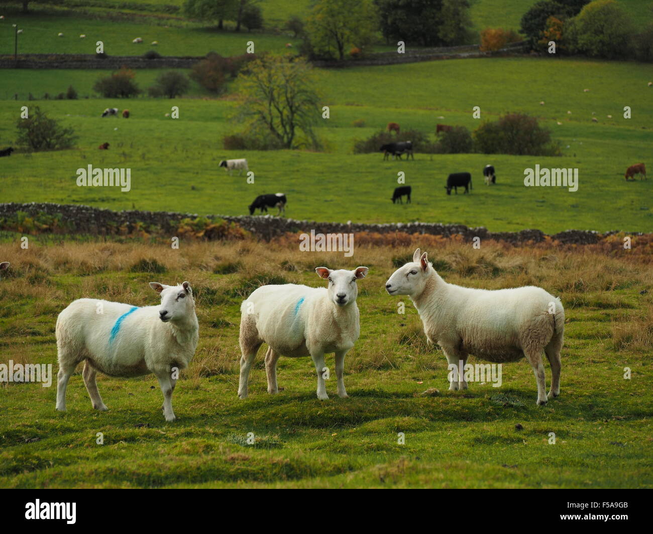 Three clean white woolly sheep facing the camera with dry stone wall ...