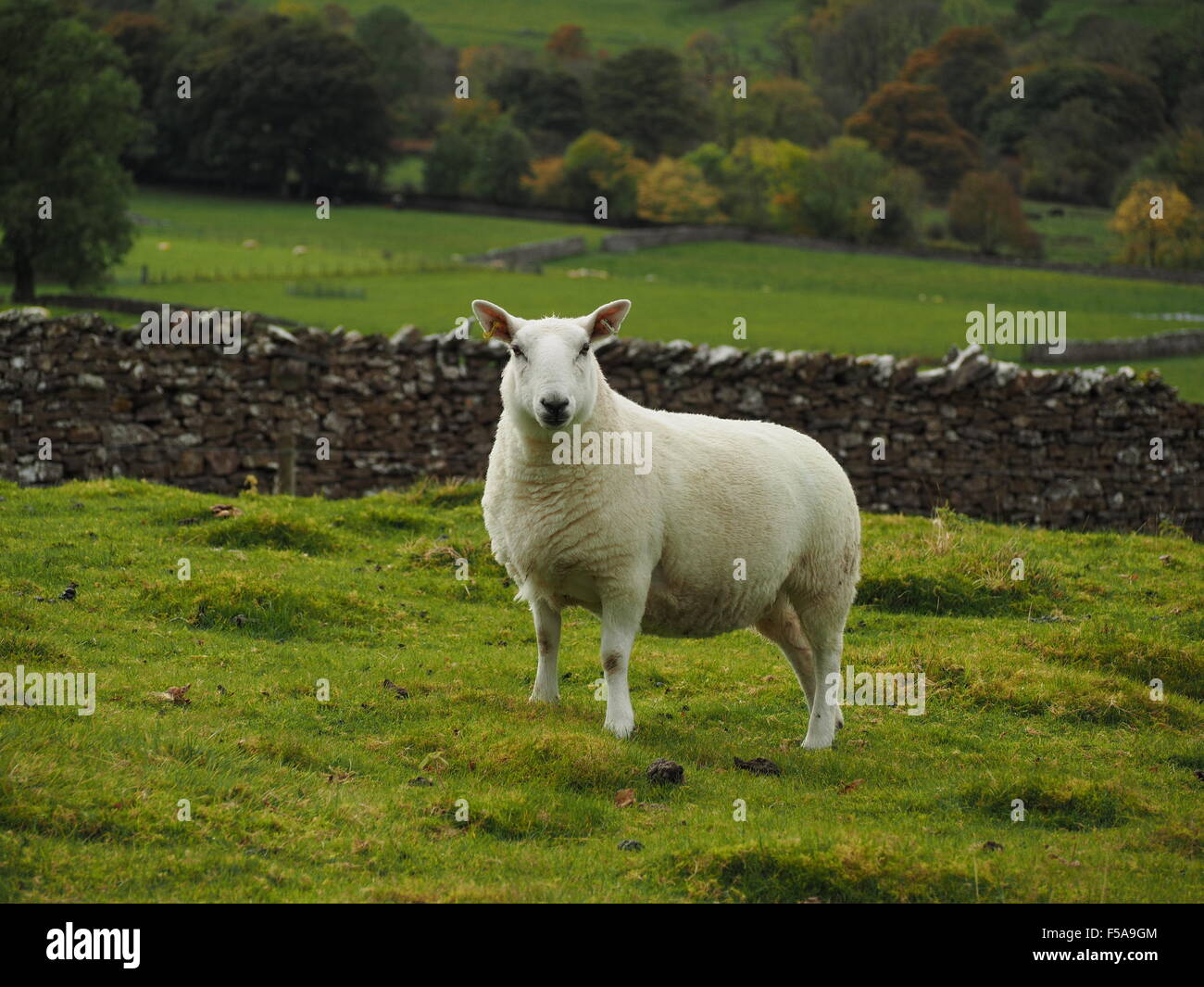 A single clean white woolly sheep looks at the camera with dry stone ...